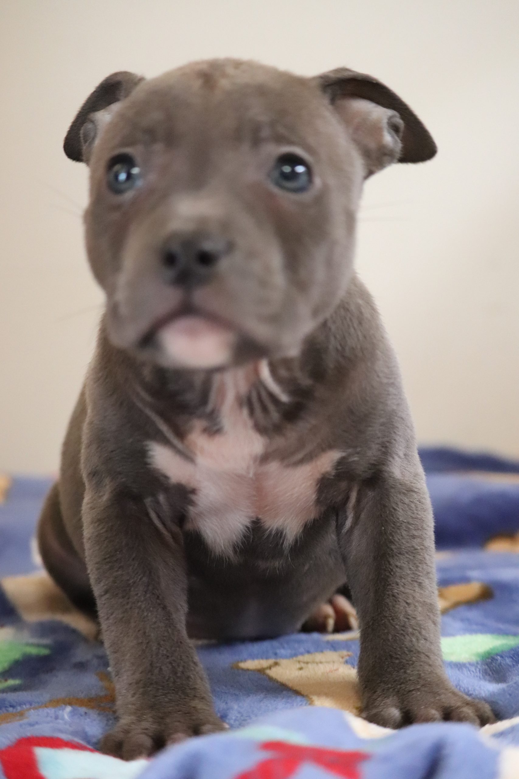 Infamous True Breeders – Frenchie's & American Terriers