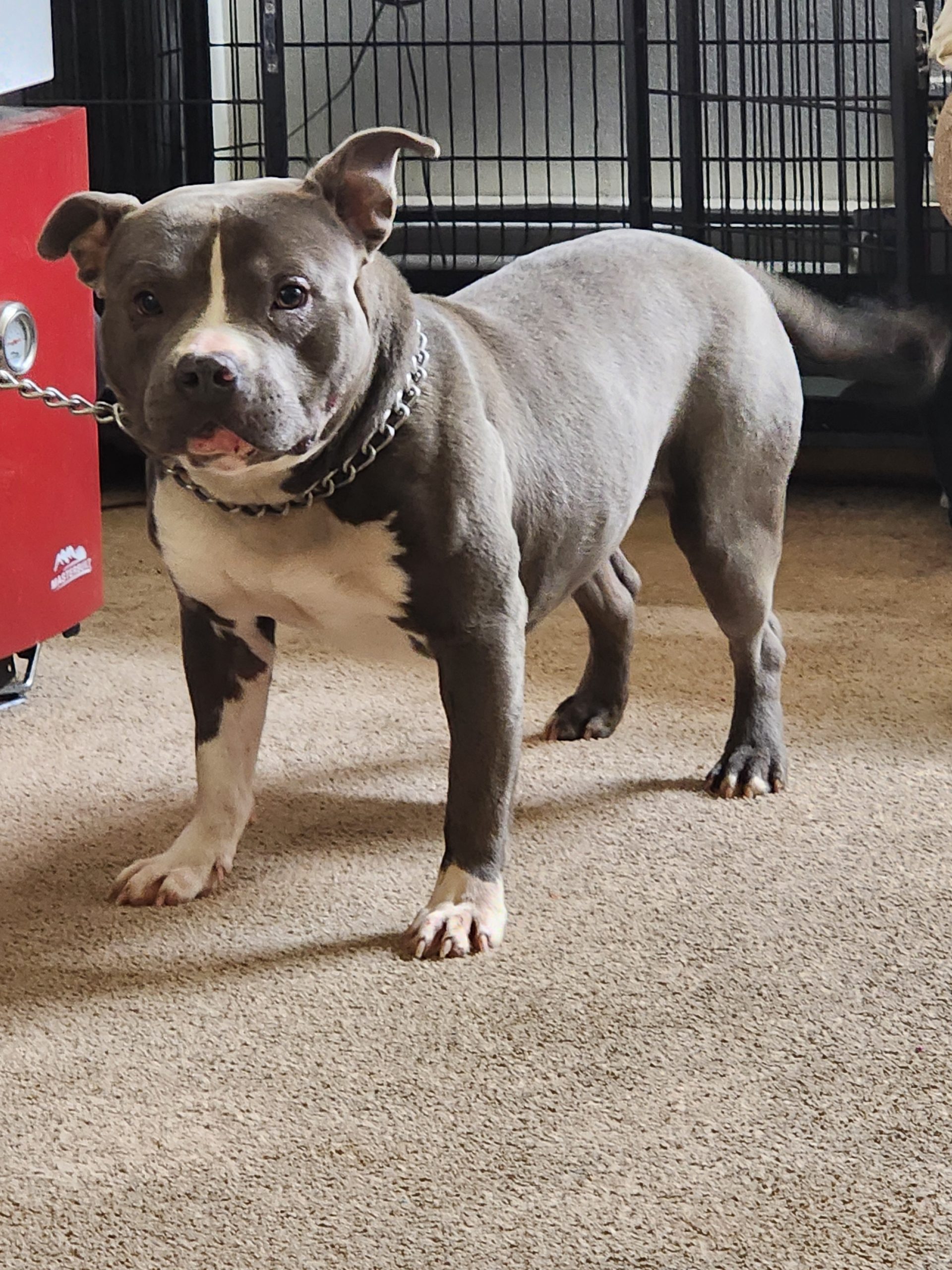 Males – Infamous True Breeders